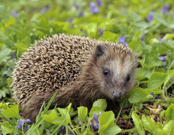 European hedgehog » The Hedgehog Program