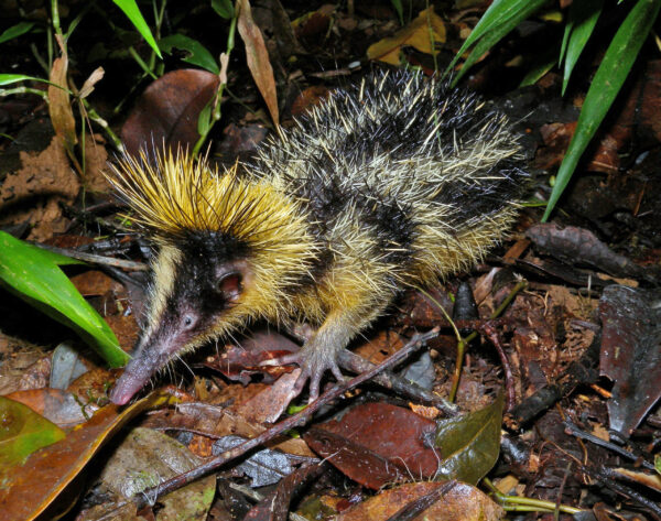 Lowland streaked tenrec - The Hedgehog Program