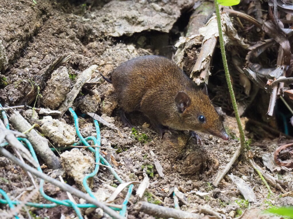 Javan short-tailed gymnure » The Hedgehog Program