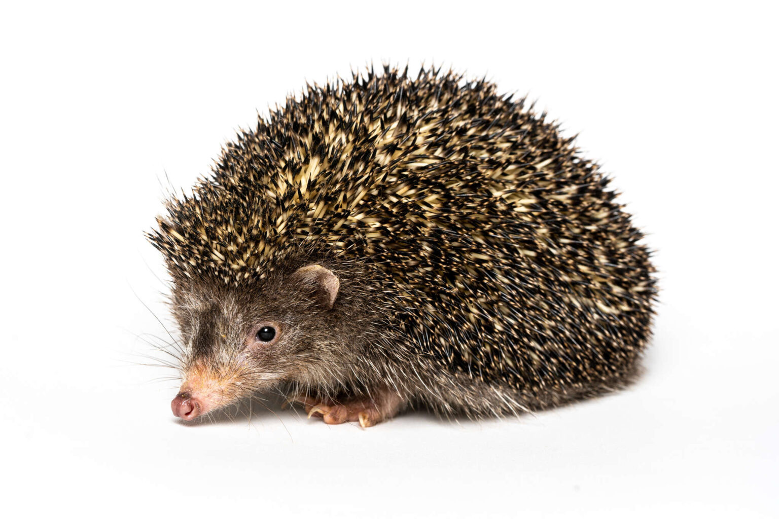 Kleingetande bosegel » The Hedgehog Program