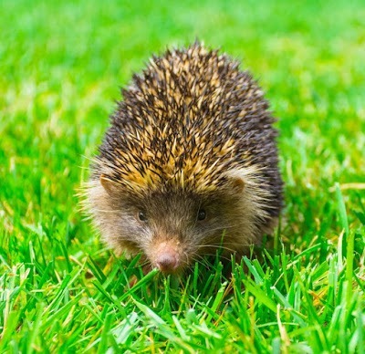 Gaoligong Forest Hedgehog The Hedgehog Program Gaoligong Forest Hedgehog The Hedgehog Program