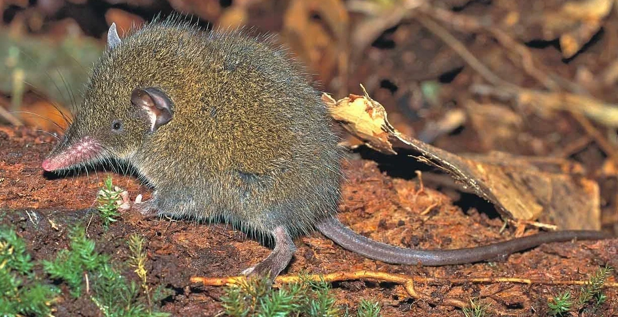 Lesser long-tailed shrew tenrec » The Hedgehog Program