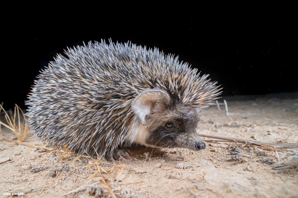 Desert hedgehog » The Hedgehog Program
