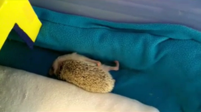 Wobbly Hedgehog Syndrome » The Hedgehog Program